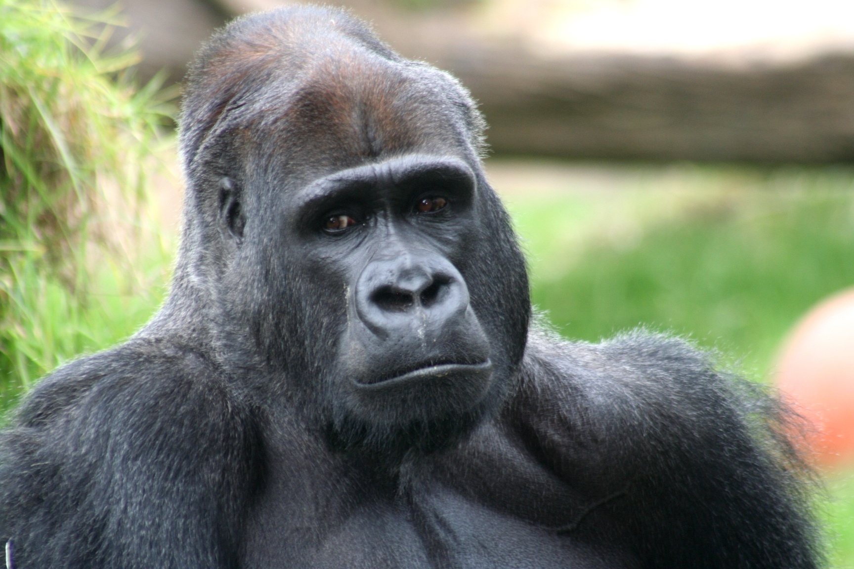 Disruptive Technology: Tame the Microsoft Gorilla One Google at a Time
